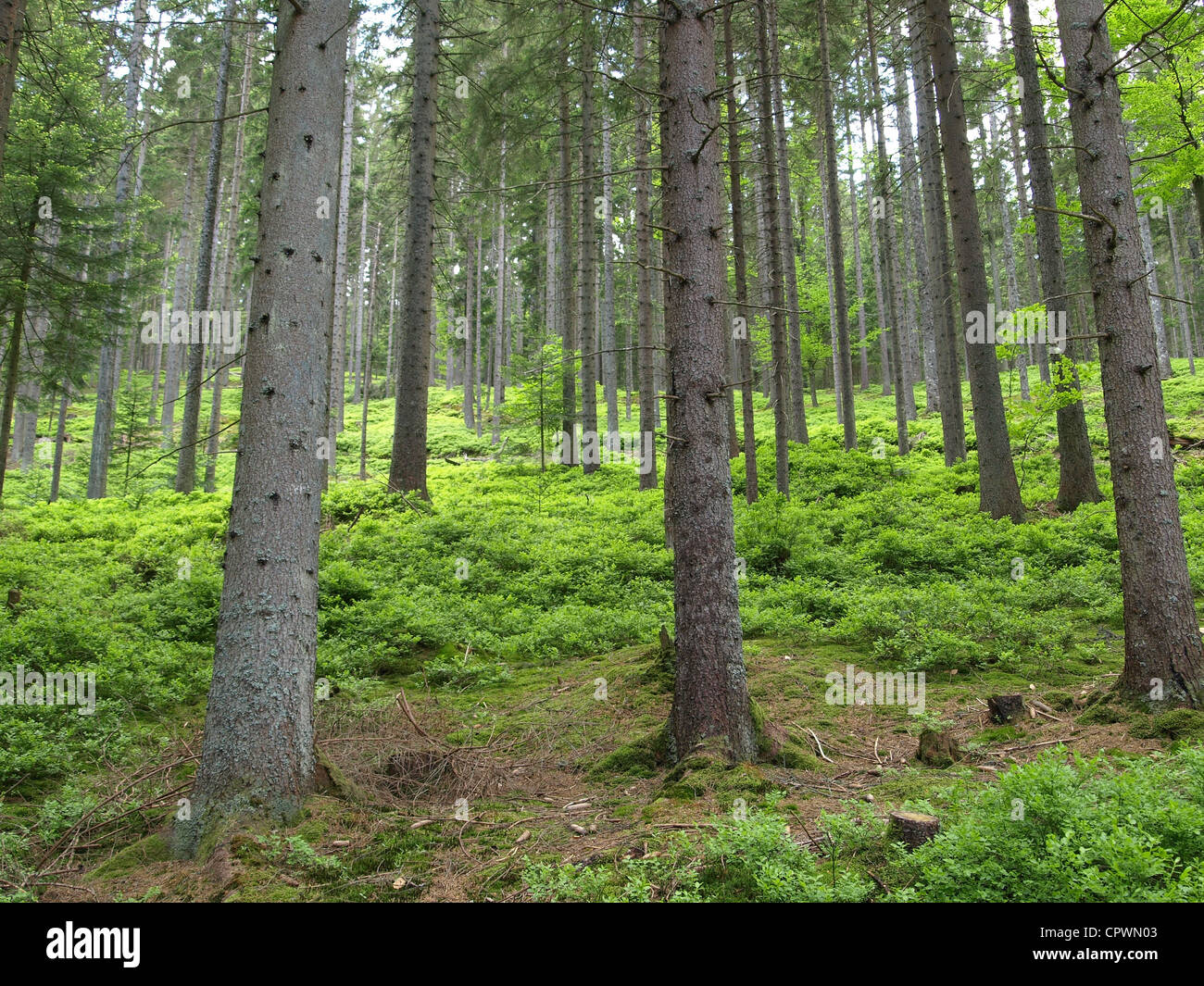 Wald landschaft hi-res stock photography and images - Alamy
