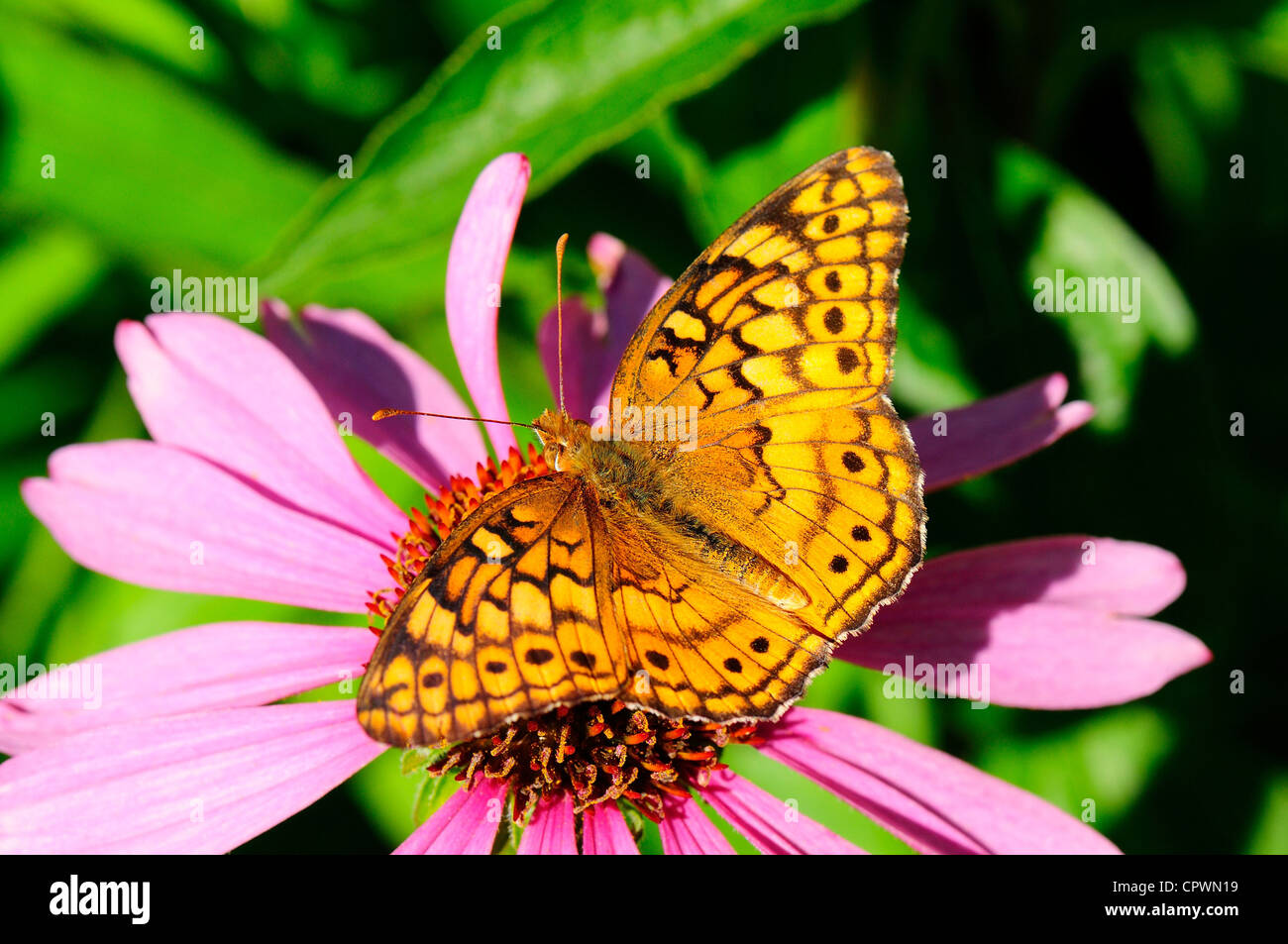 Variegated fritillary hi-res stock photography and images - Alamy