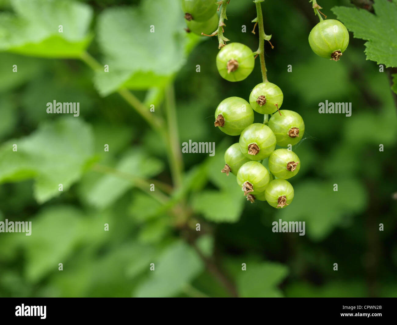Johannisbeeren hi-res stock photography and images - Alamy