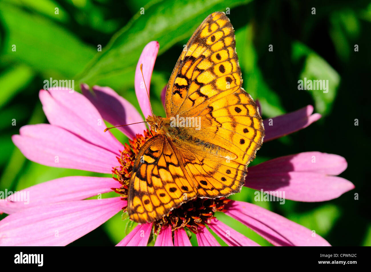 Variegated butterfly hi-res stock photography and images - Alamy