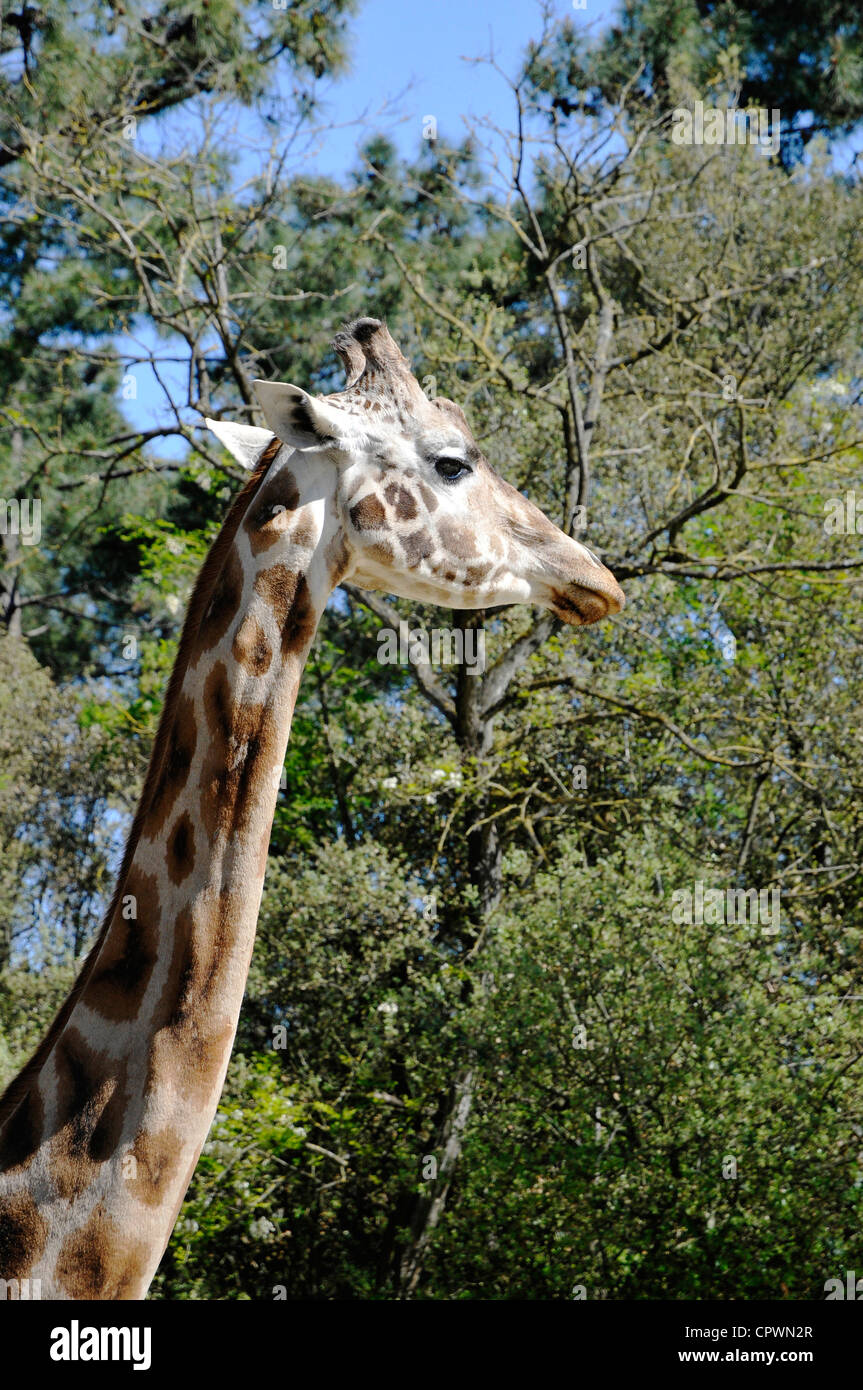 Head of a Giraffe with Trees Stock Photo - Alamy