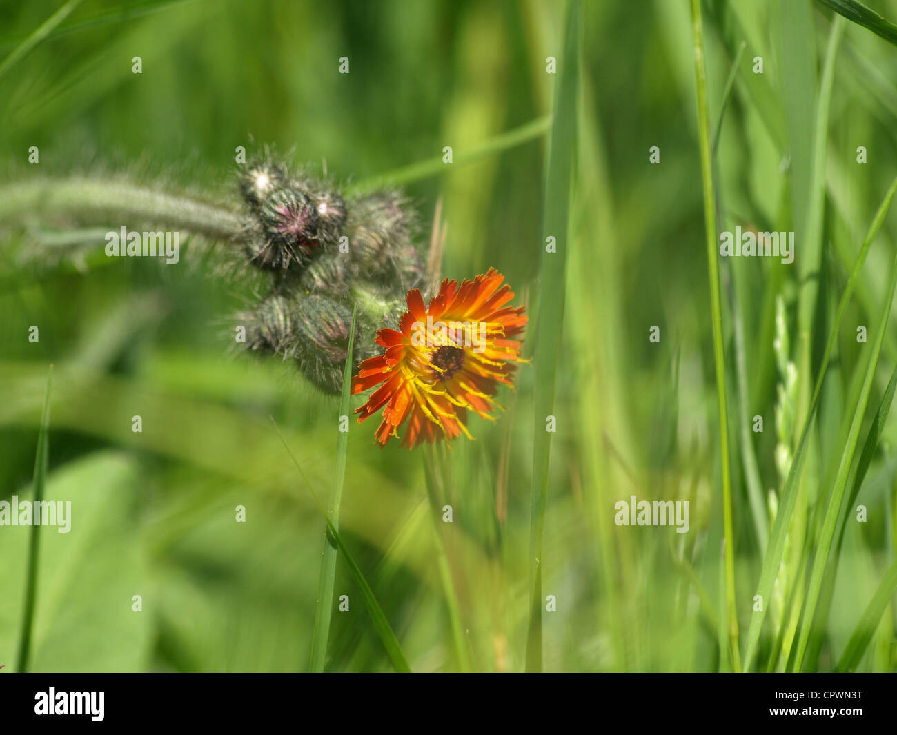 Yellow fox and cubs wildflower hi-res stock photography and images - Alamy