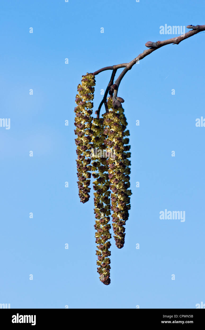 Hazel tree twig hi-res stock photography and images - Alamy