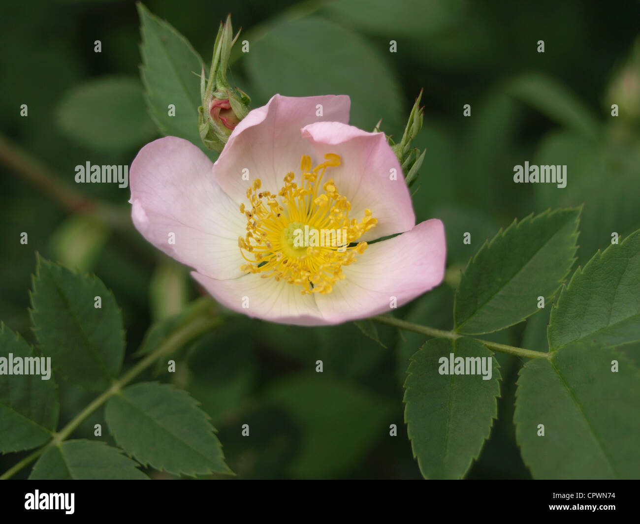 wild rose / Wilde Rose Stock Photo - Alamy