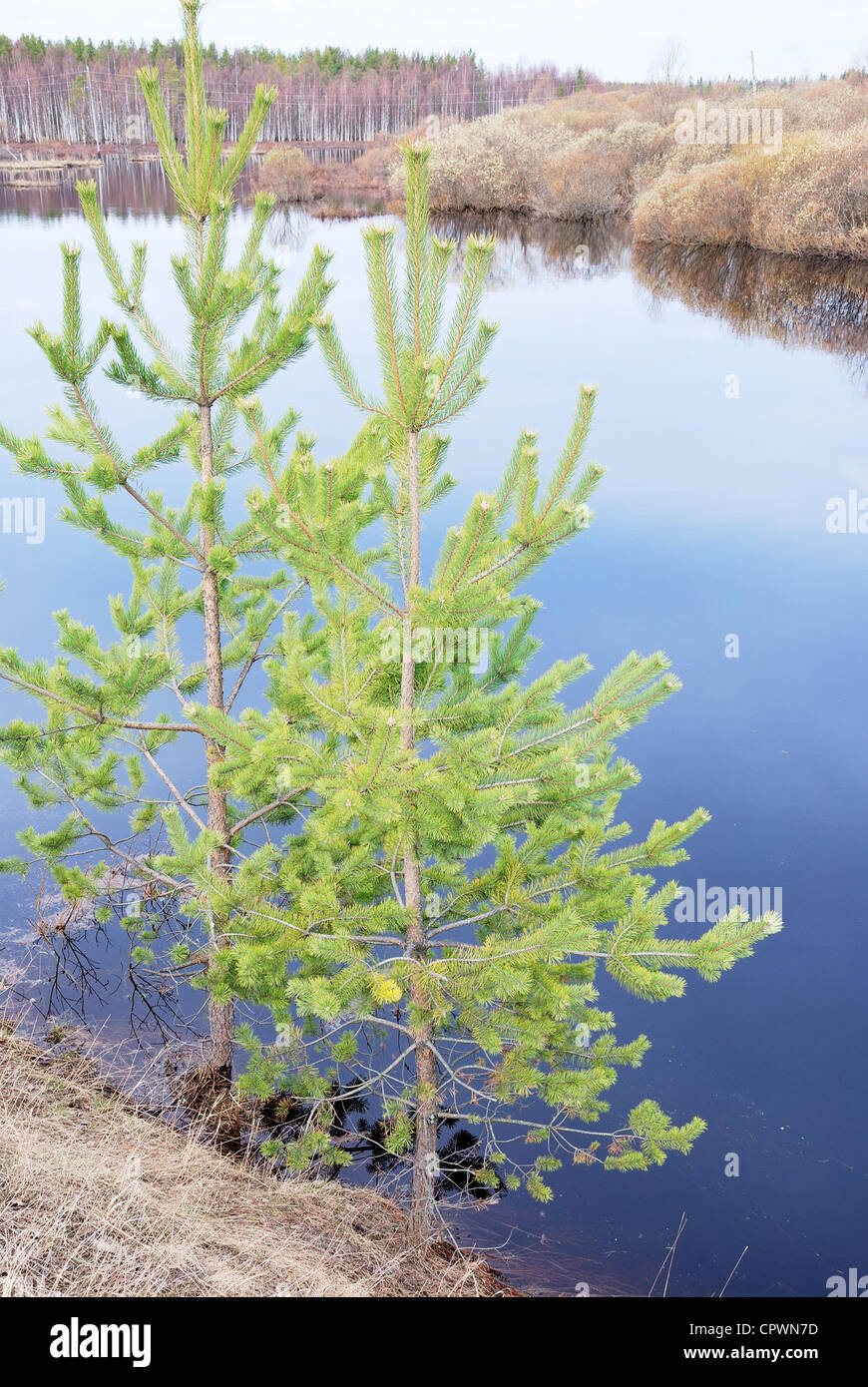 two pine trees on the steep bank of the lake Stock Photo - Alamy