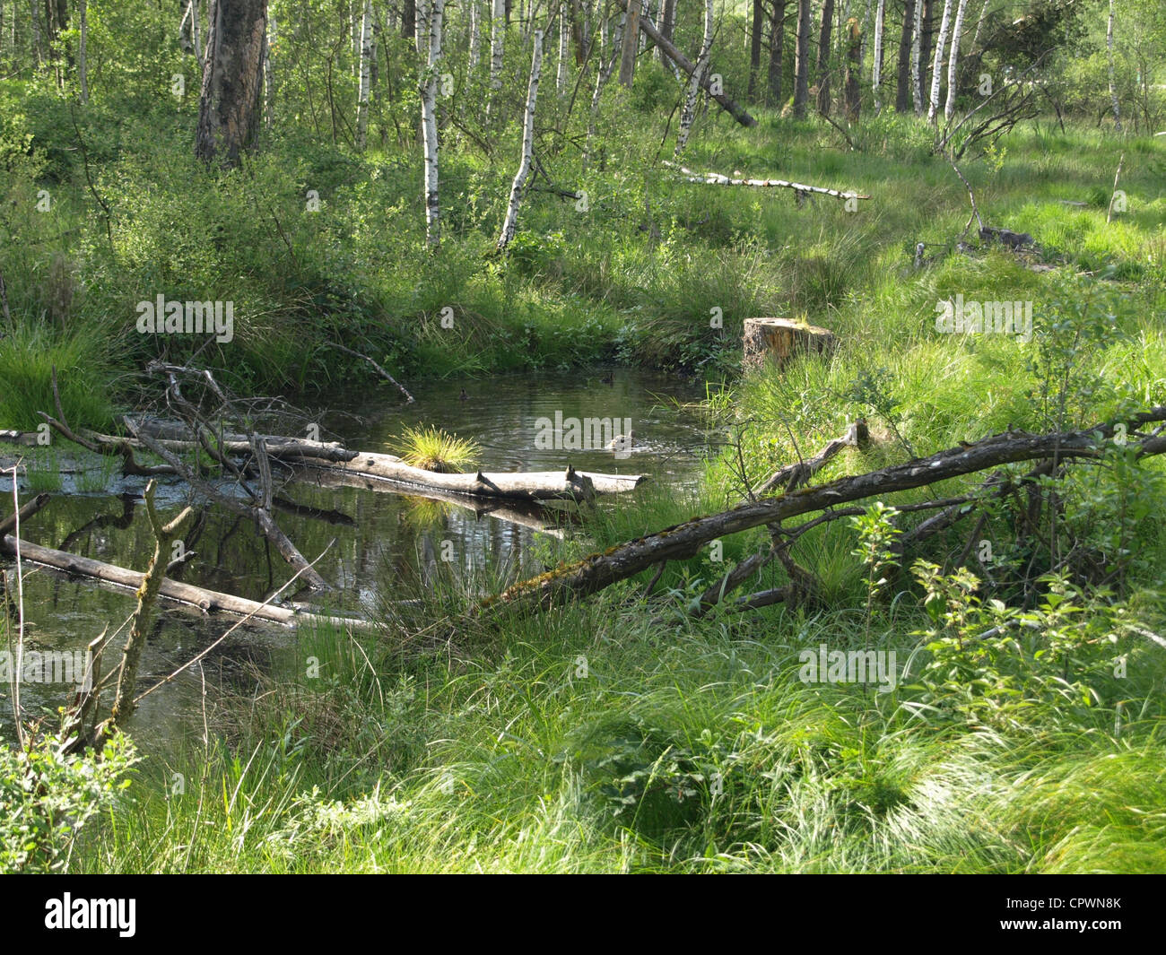 highmoor, hill moor, continental raised bag / Arracher Hochmoor ...