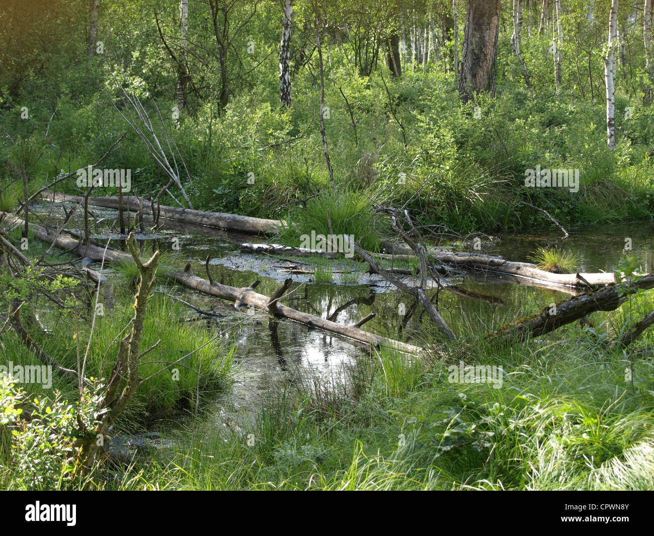 highmoor, hill moor, continental raised bag / Arracher Hochmoor ...