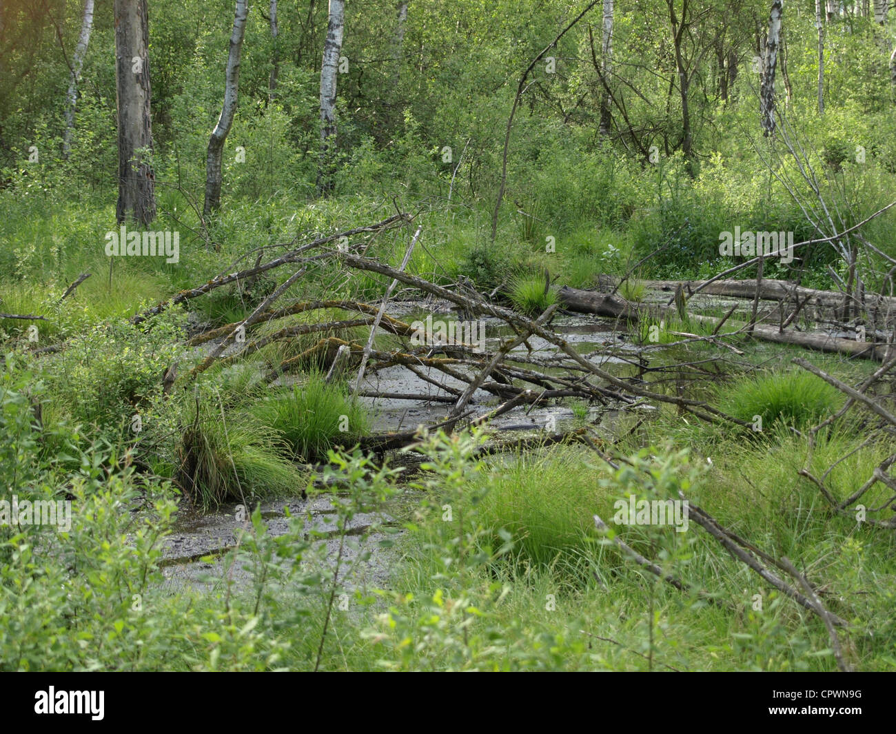 highmoor, hill moor, continental raised bag / Arracher Hochmoor ...