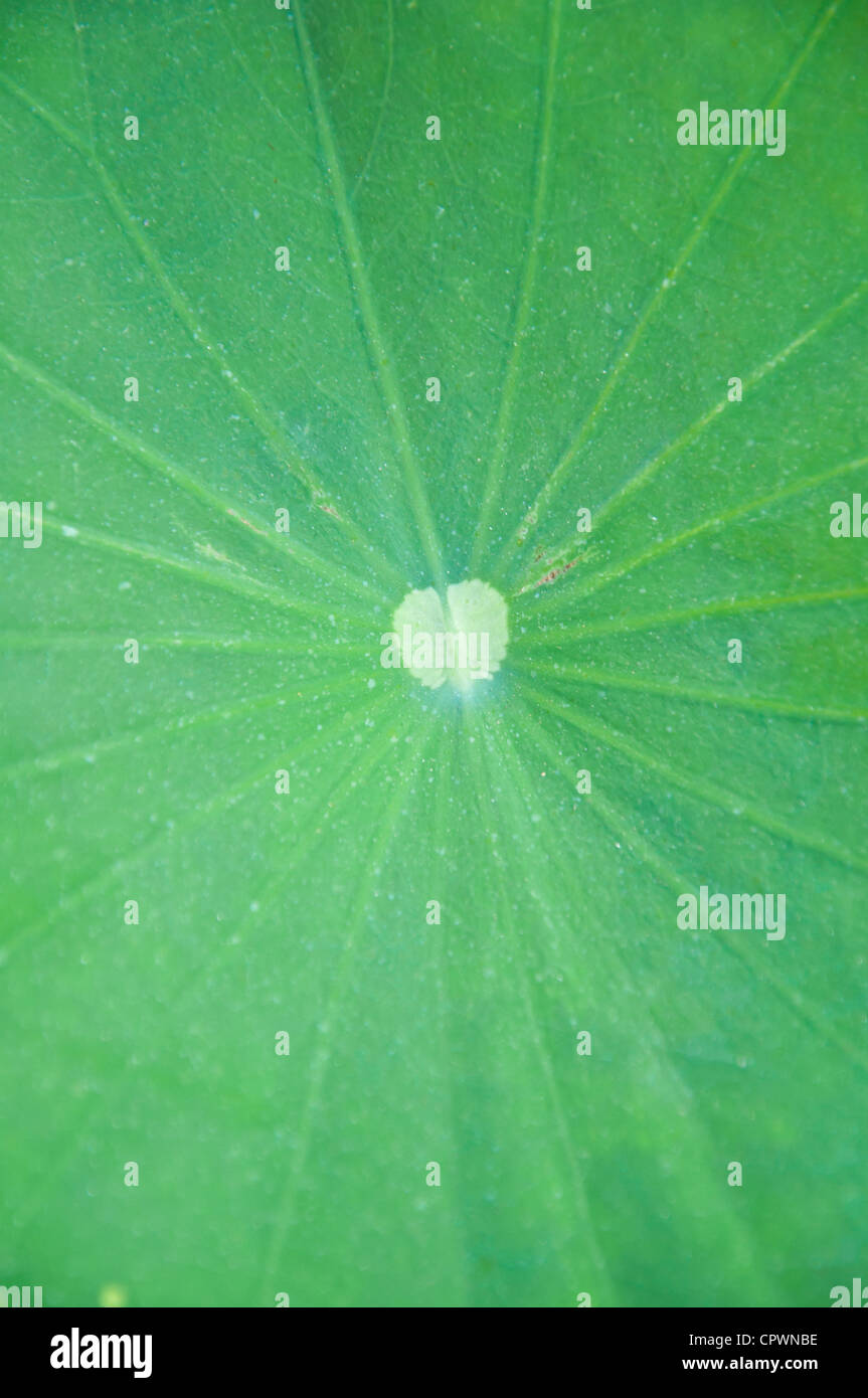 Lotus texture hi-res stock photography and images - Alamy