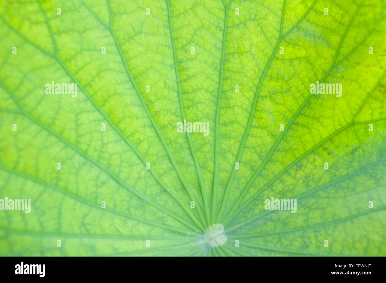 lotus leaf texture background Stock Photo - Alamy