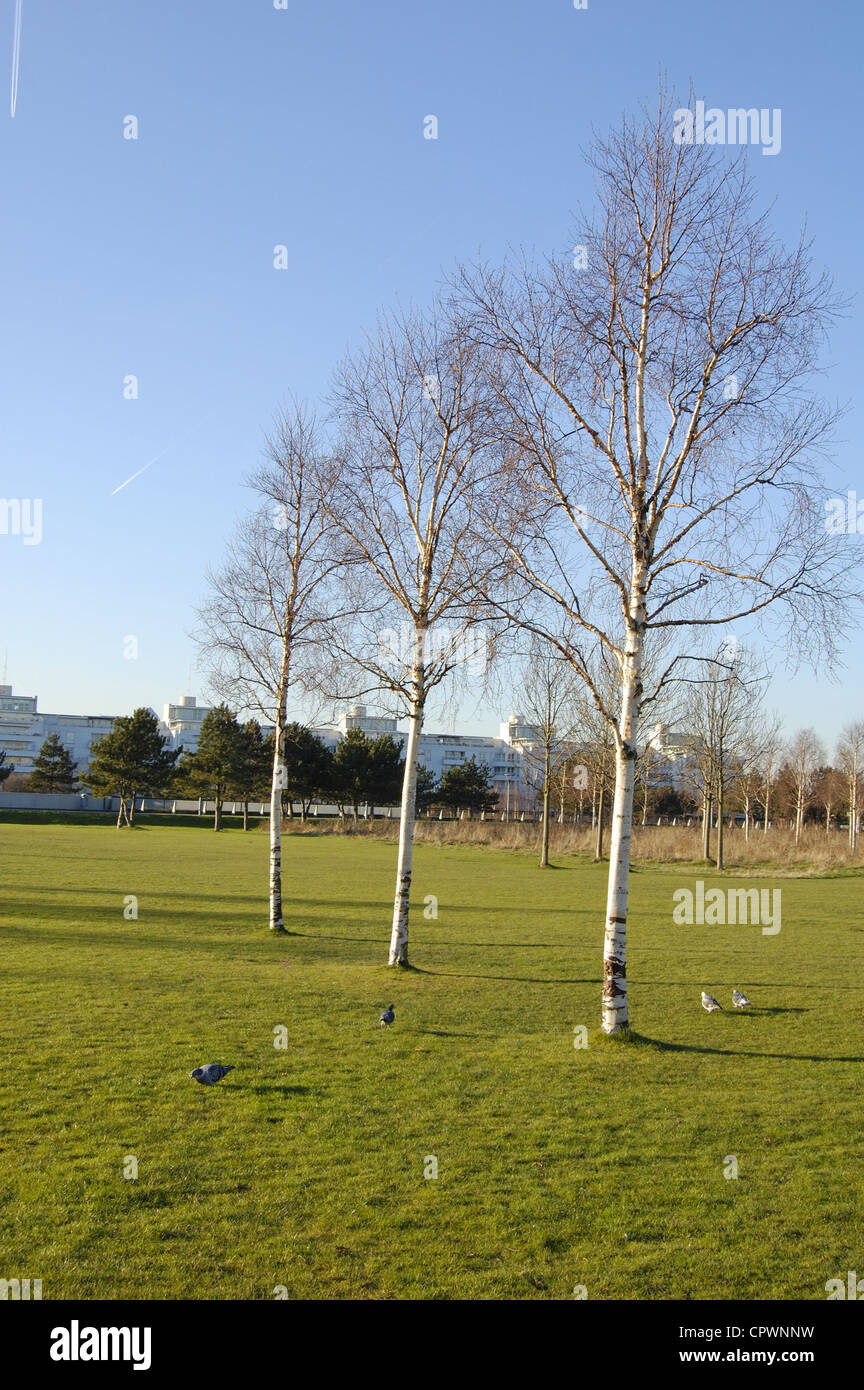 Birch trees in Thames Barrier Park, London, England Stock Photo - Alamy