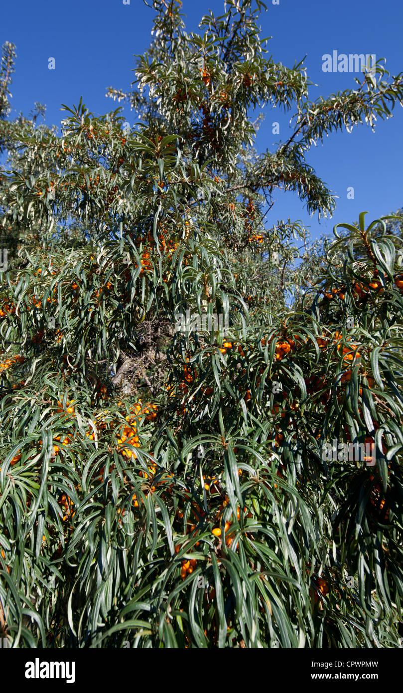Sea buckthorn ( Hippophaë rhamnoides ) berries and bush , Finland Stock ...