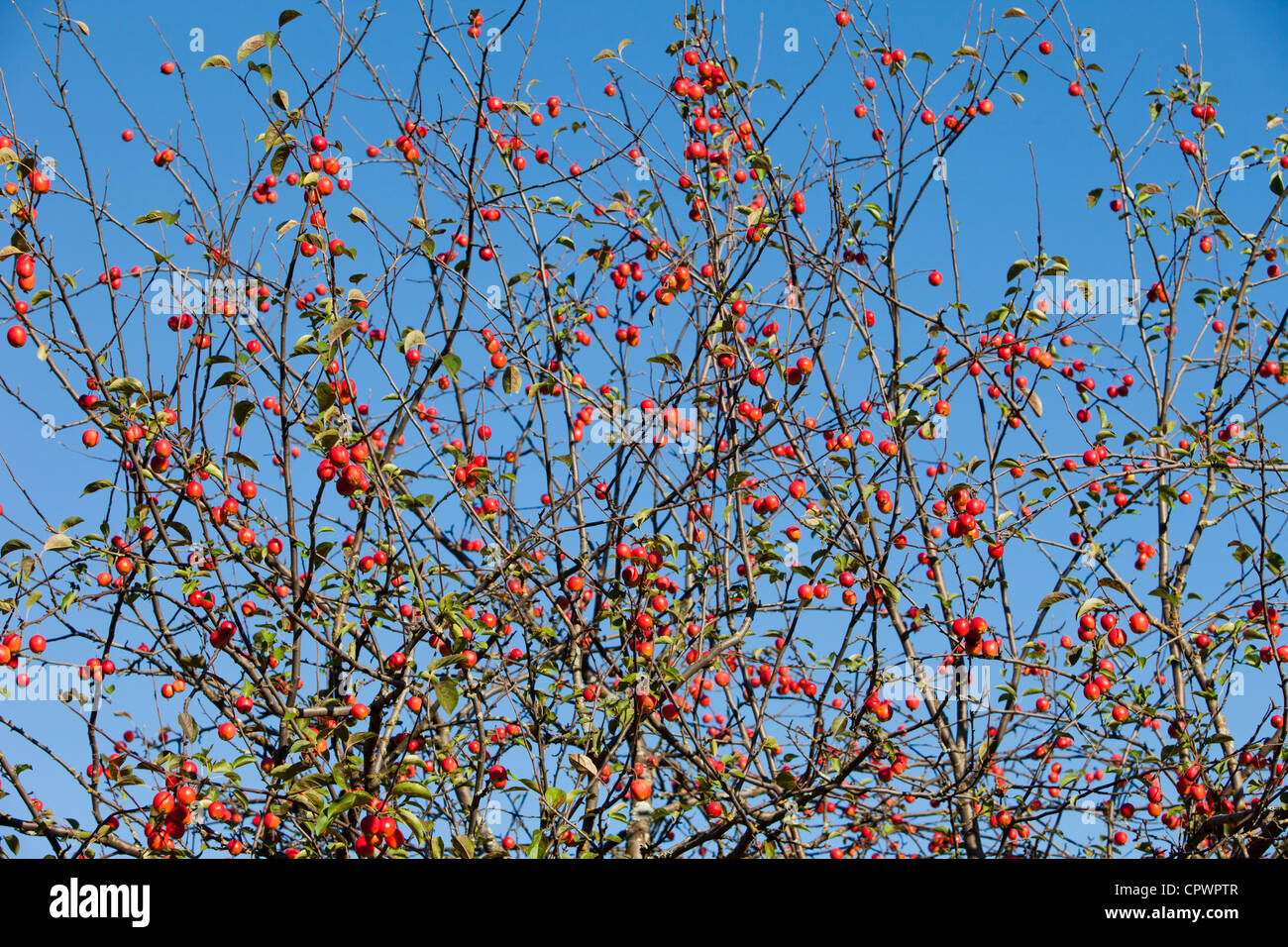 Red sentinel ( malus x robusta , crab apple tree ) apple tree and ...