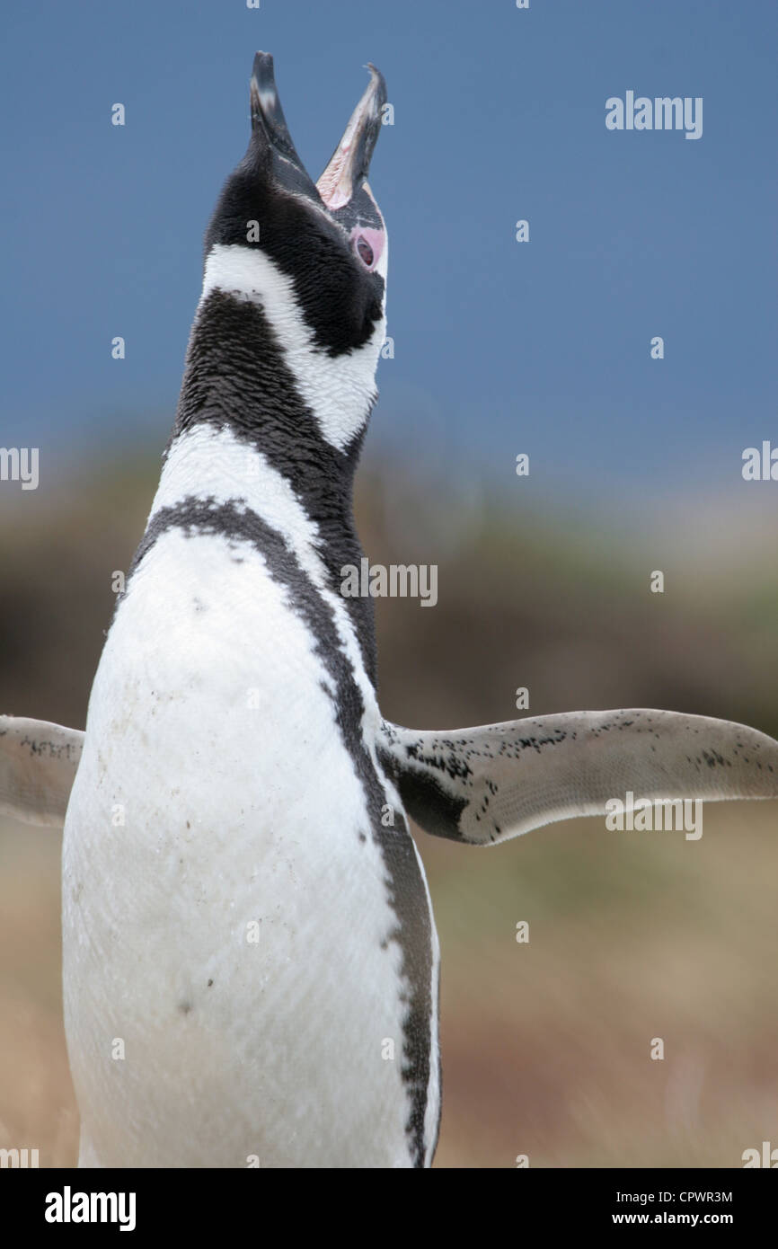 Penguin Wing Slaps Water