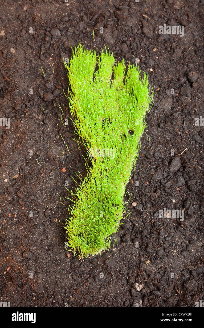 Single footprint growing lush green grass Stock Photo - Alamy