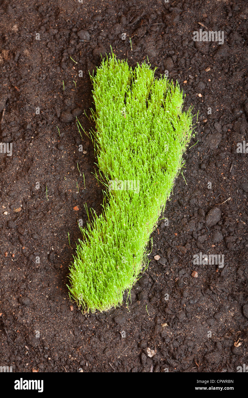 Single footprint growing lush green grass Stock Photo - Alamy