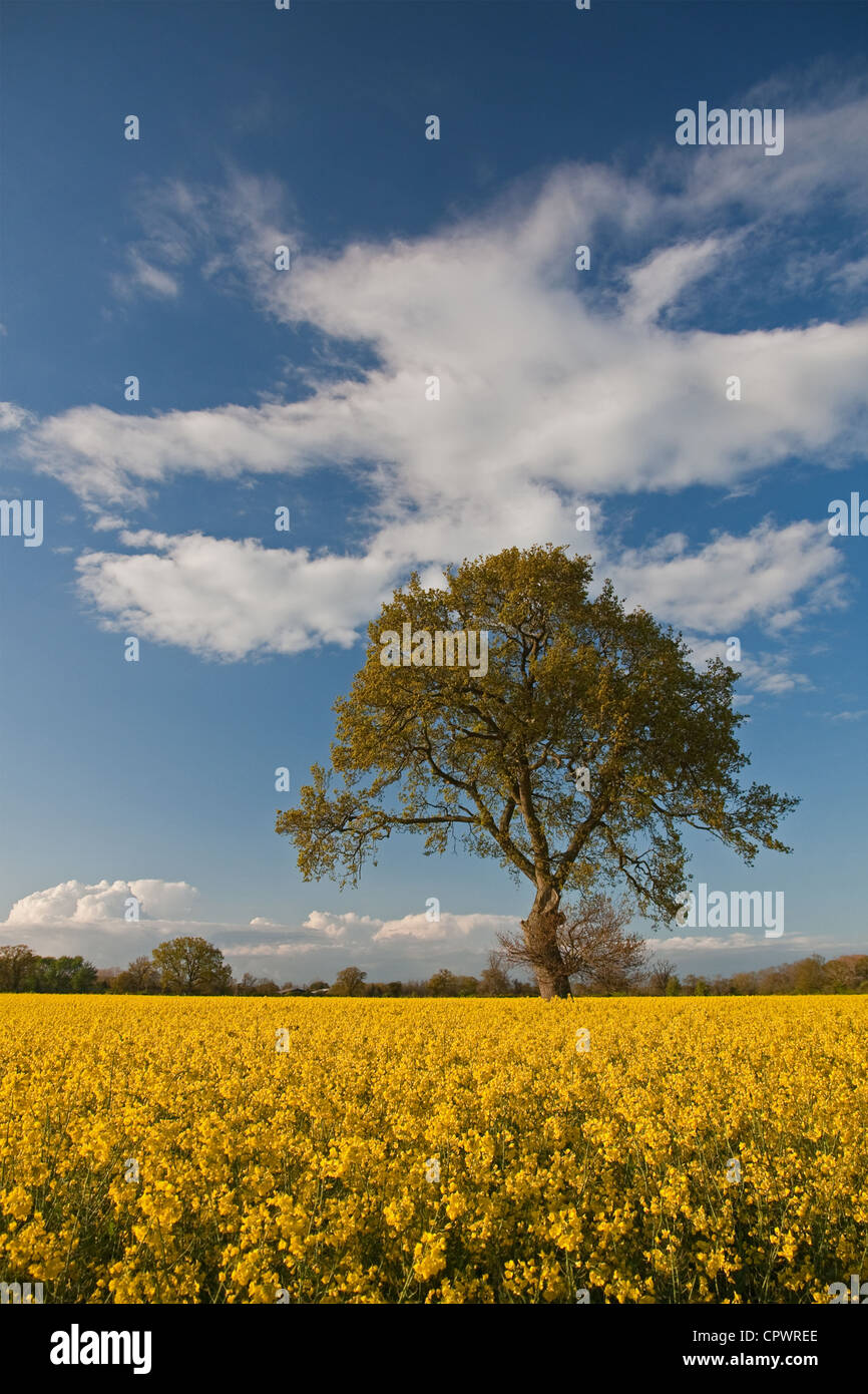 Rapeseed field hi-res stock photography and images - Alamy