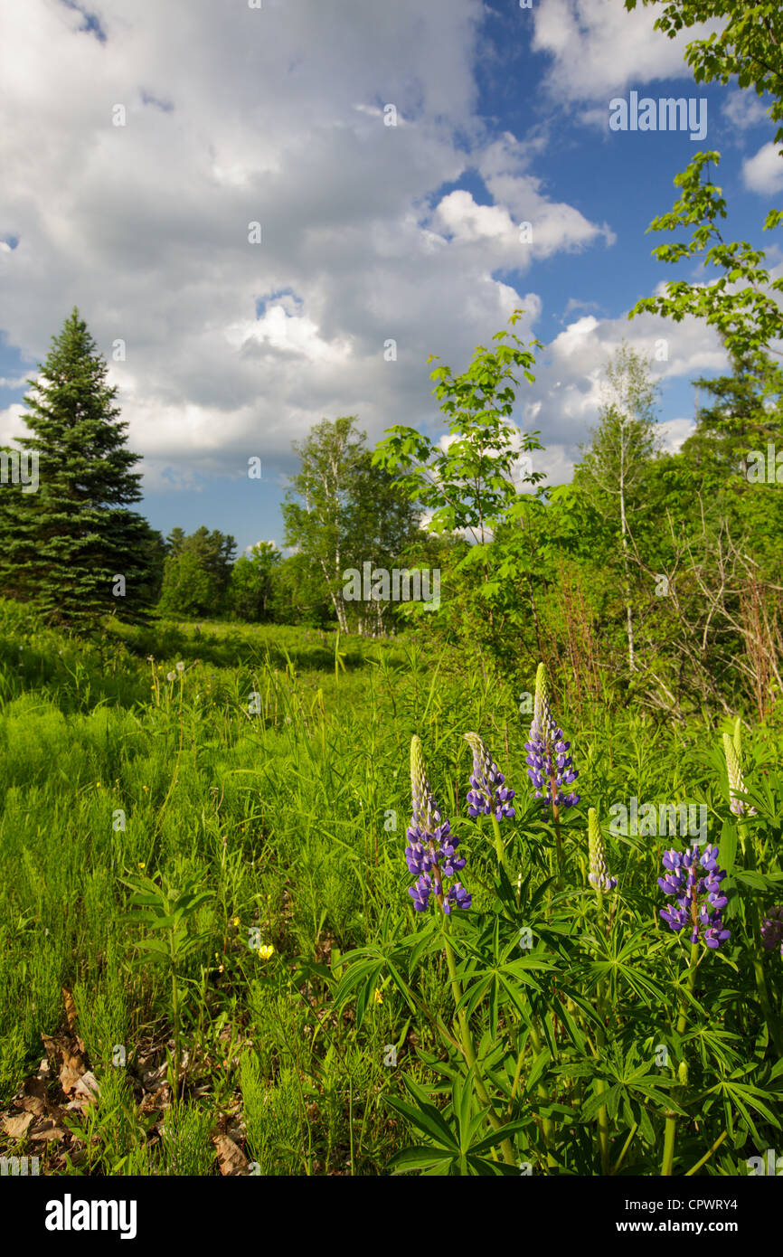 Lupine in Sugar Hill, New Hampshire USA during the spring months Stock ...