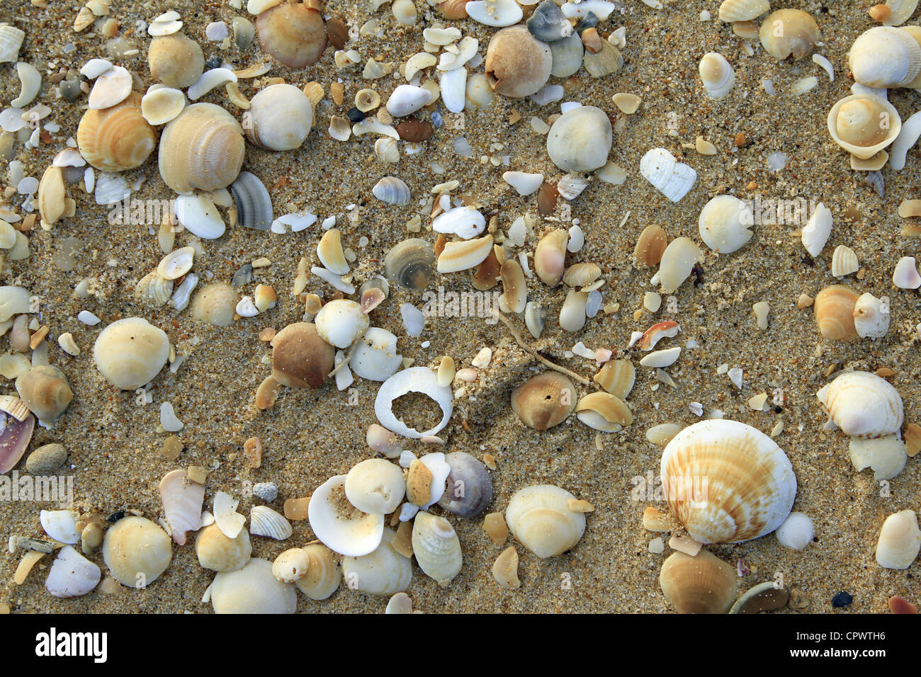 Assorted beach shells hi-res stock photography and images - Alamy