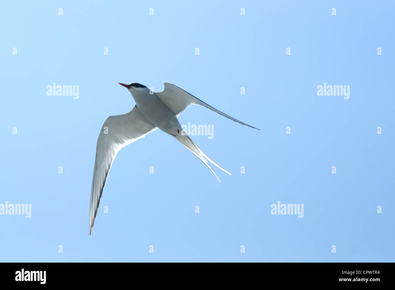 An Arctic Tern in flight Stock Photo - Alamy