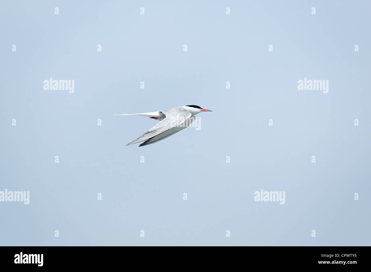 Common tern in flight hi-res stock photography and images - Alamy