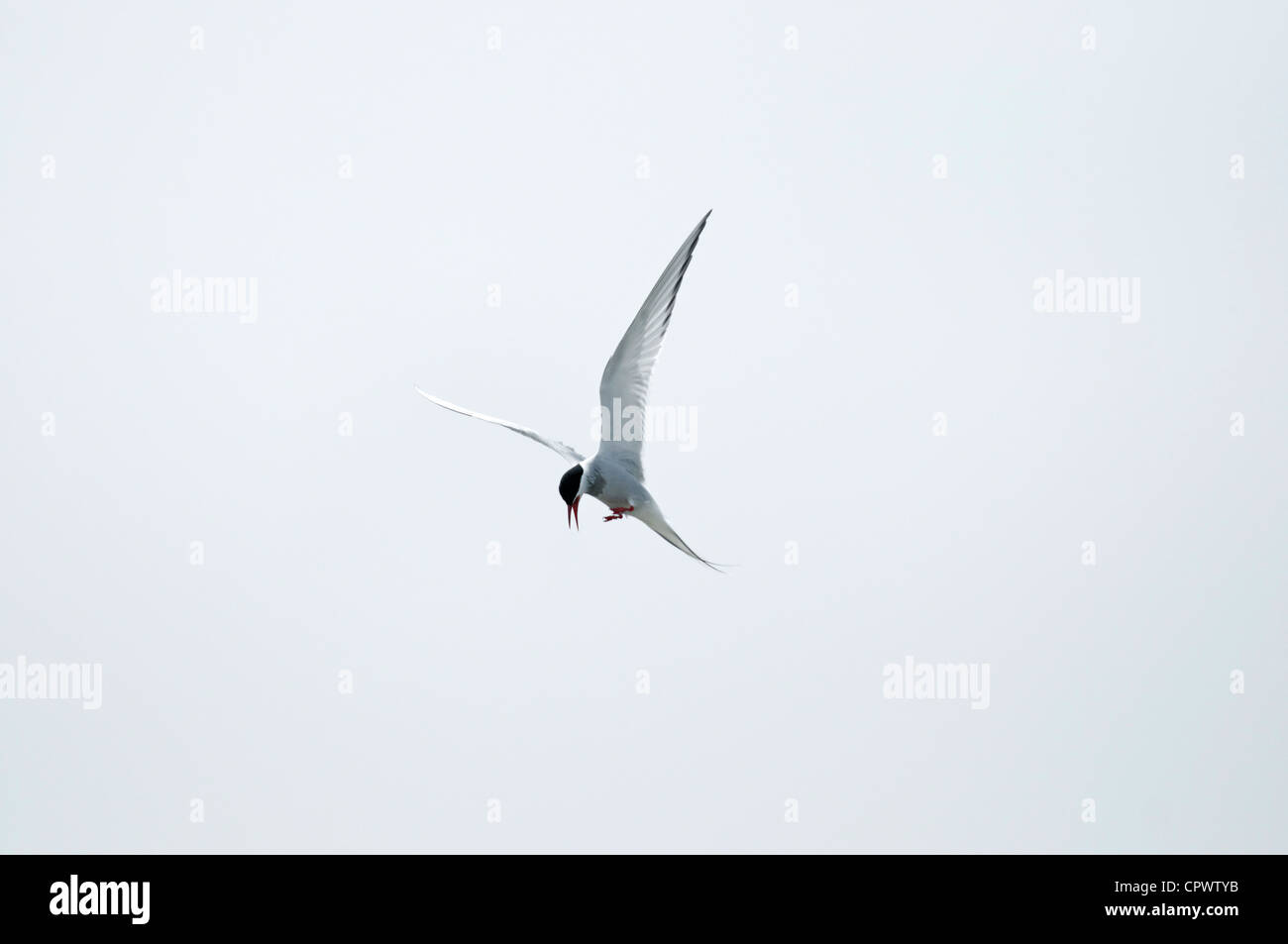 A Common Tern in flight Stock Photo - Alamy