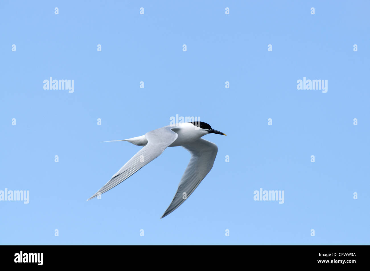 A Sandwich Tern in flight Stock Photo - Alamy