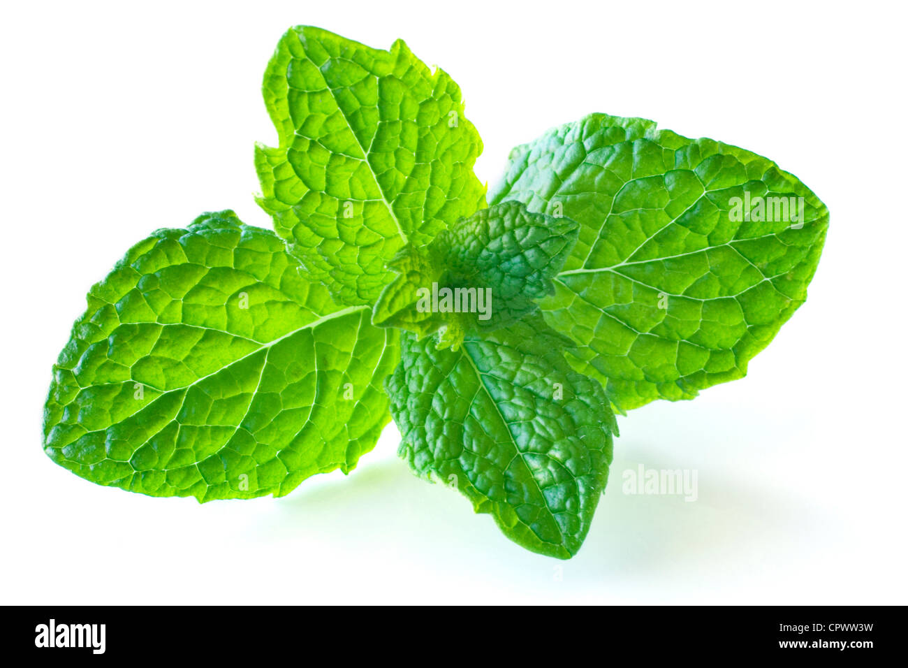 Sprig of mint, isolated on white, with soft natural shadow Stock Photo ...