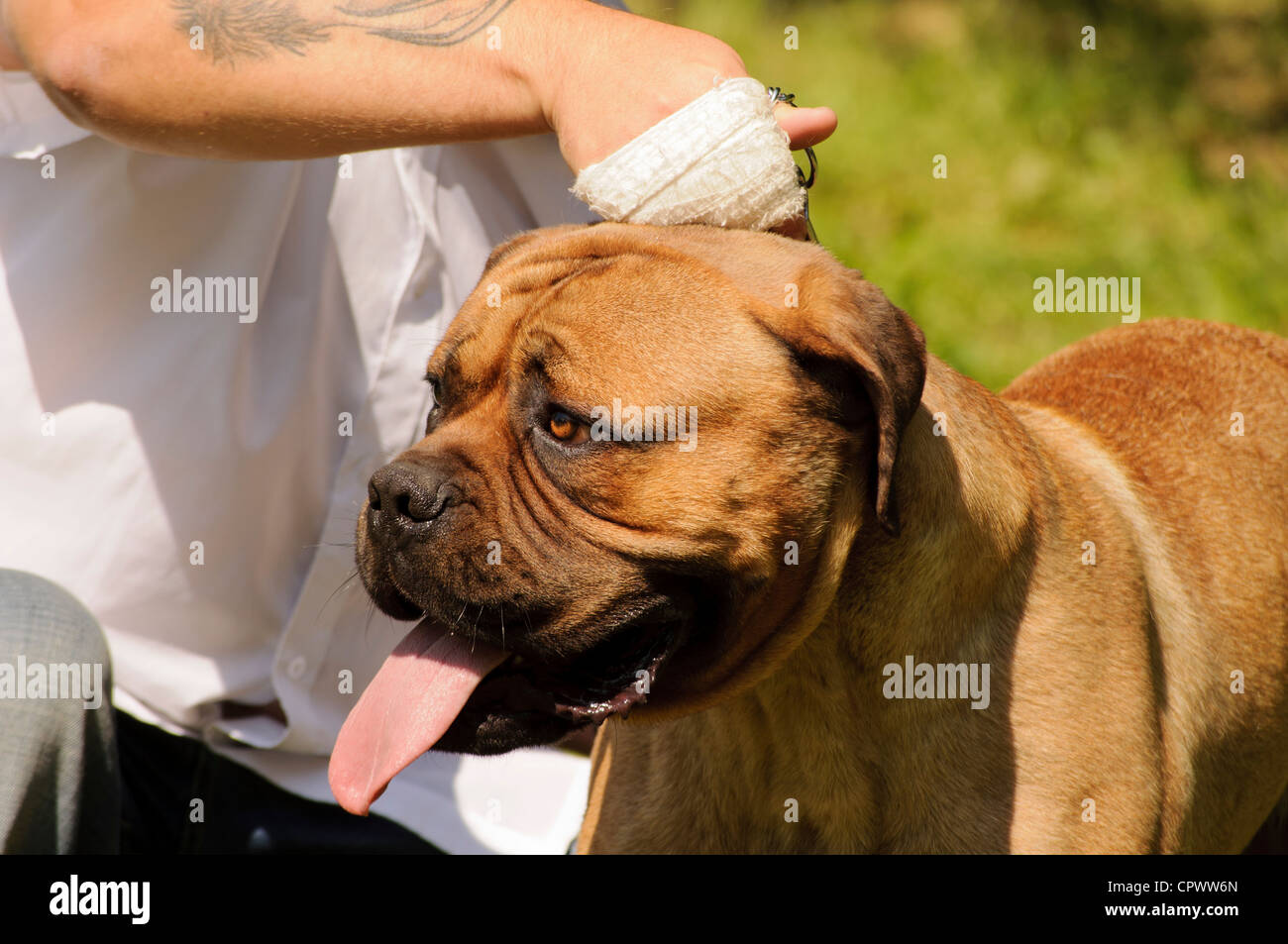 French Mastiff Boxer Mix