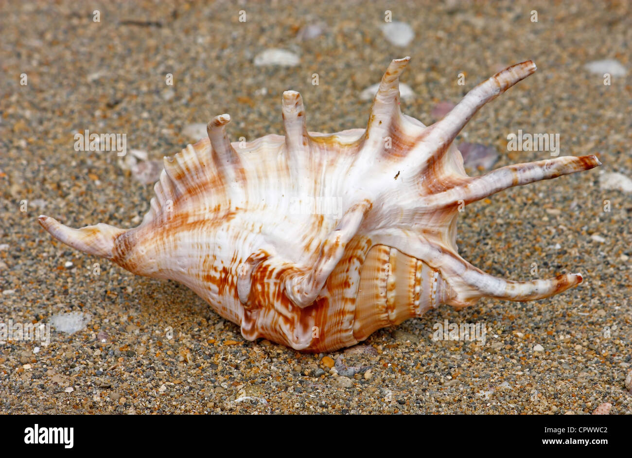 Marine surface hi-res stock photography and images - Alamy