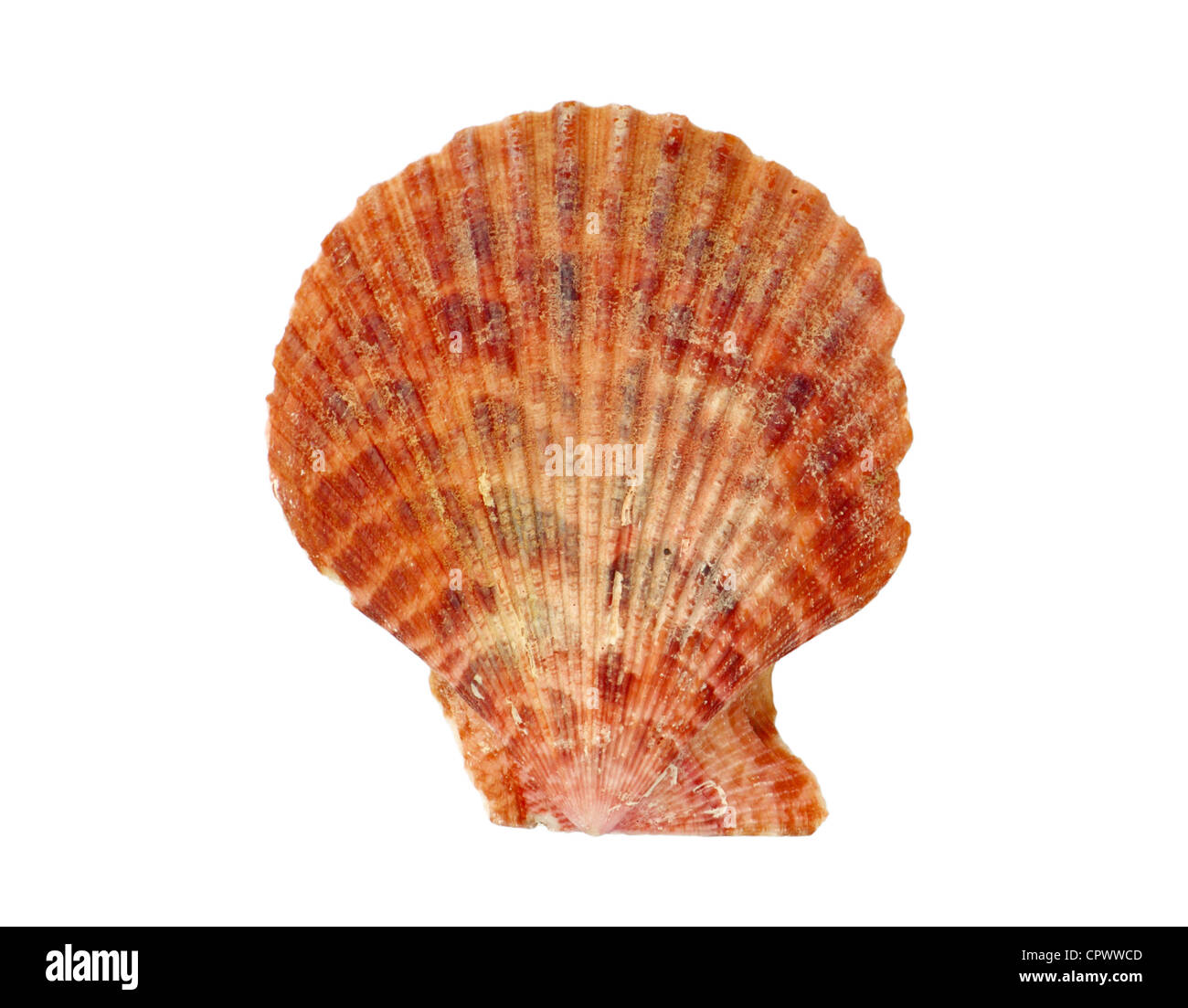 Seashell hi-res stock photography and images - Alamy