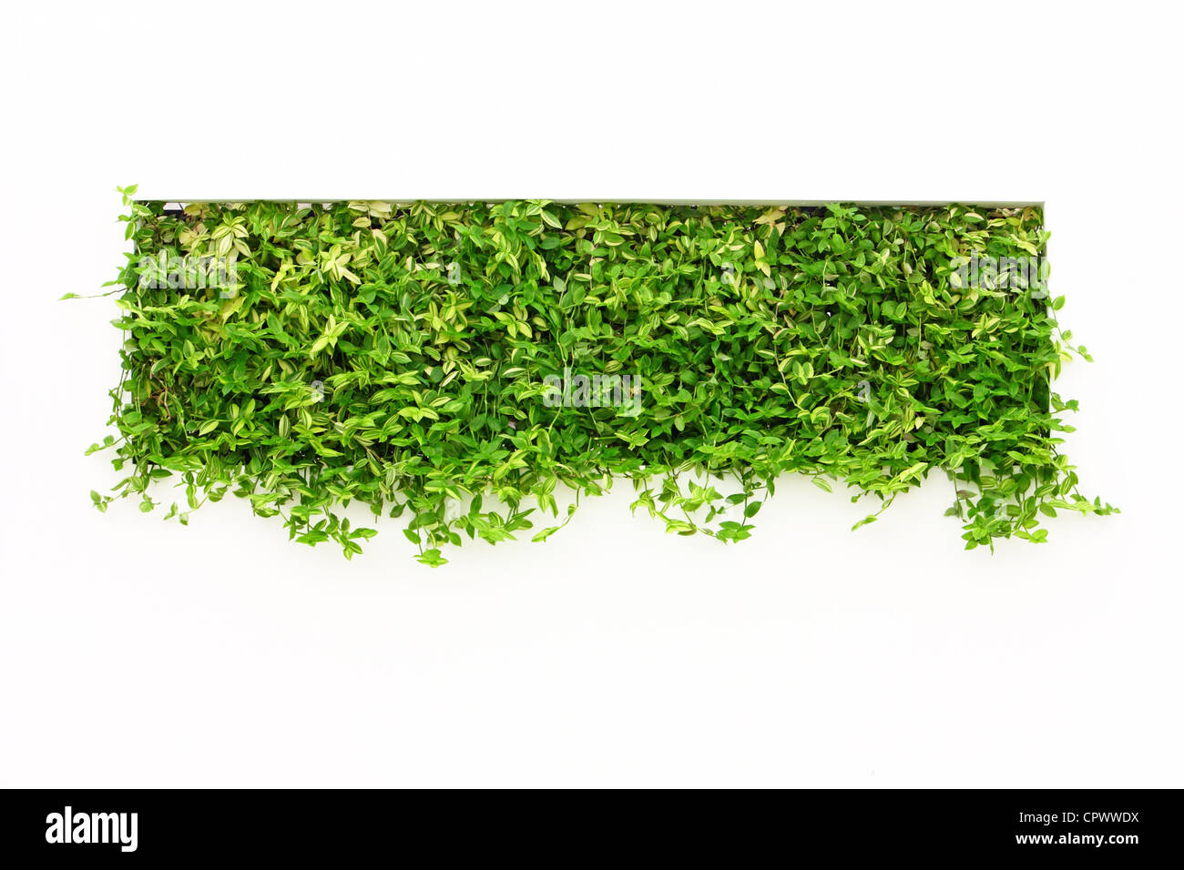 Green square Cut Out Stock Images & Pictures - Alamy