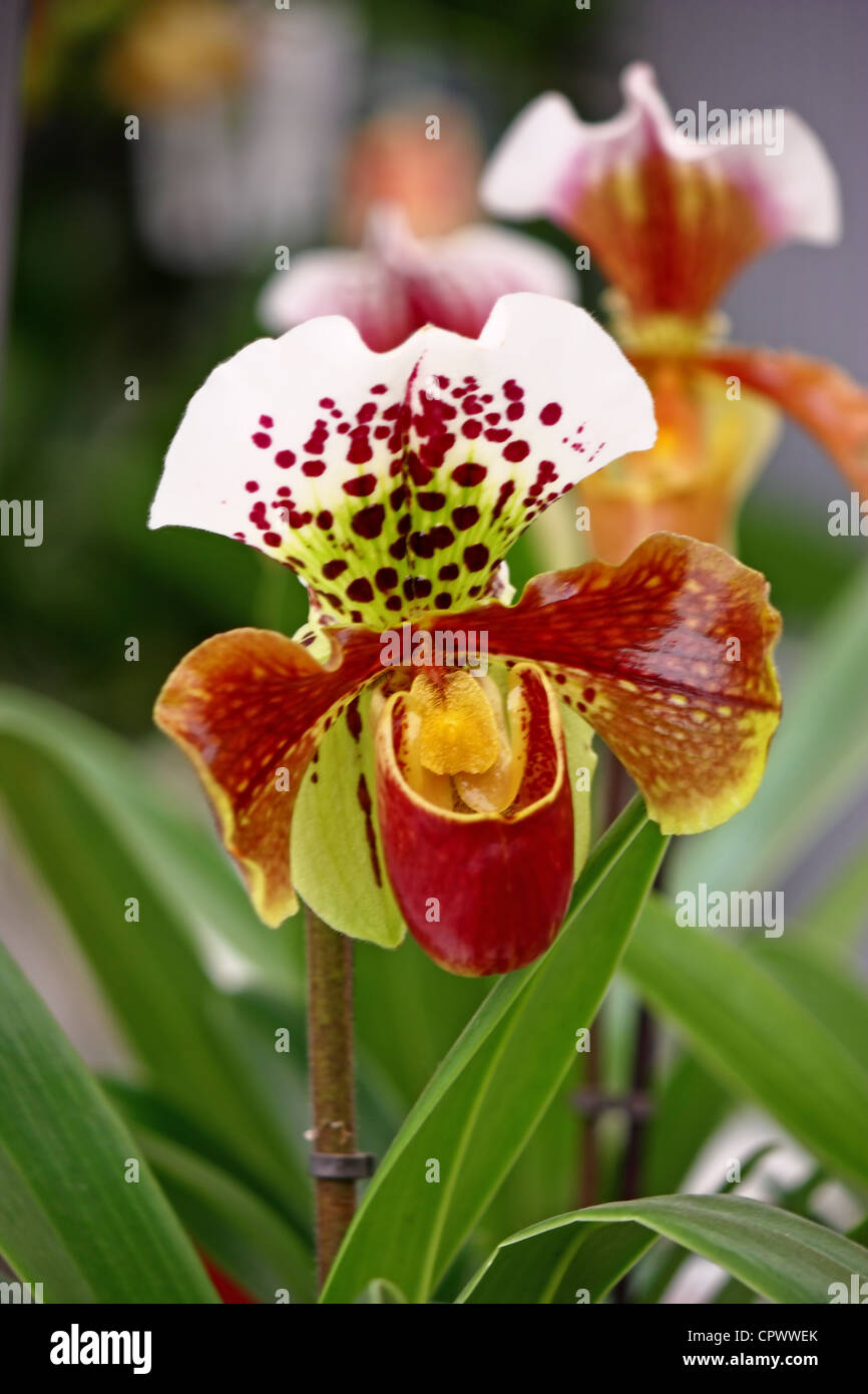 Exotic flower plant nature hi-res stock photography and images - Alamy