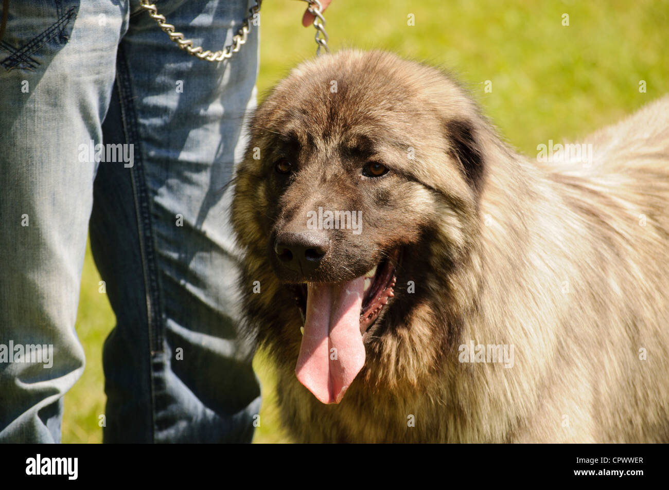 Sarplaninac hi-res stock photography and images - Alamy