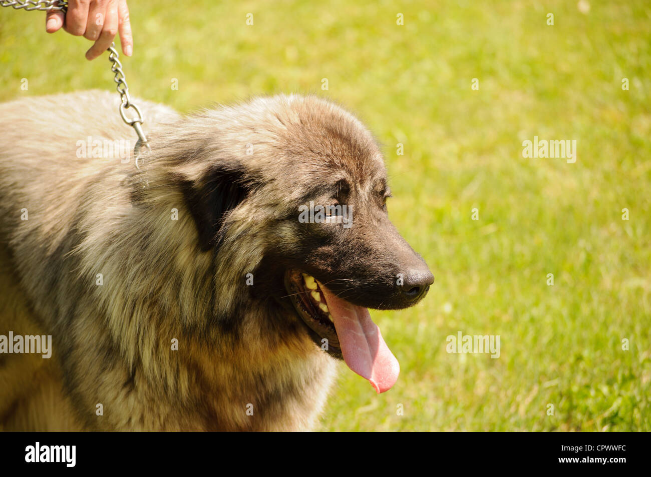 Illyrian hi-res stock photography and images - Alamy