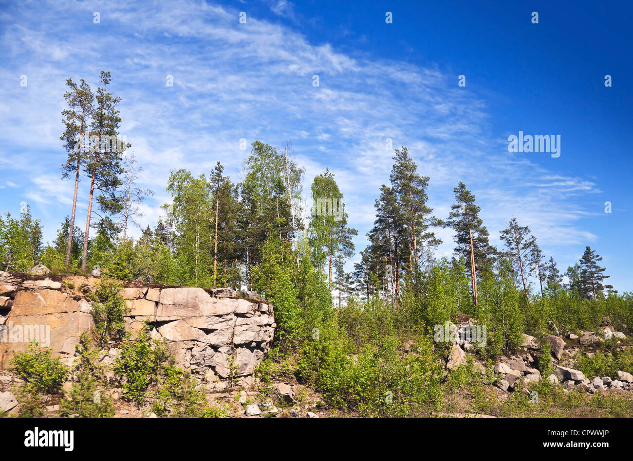 Paludal forest hi-res stock photography and images - Alamy