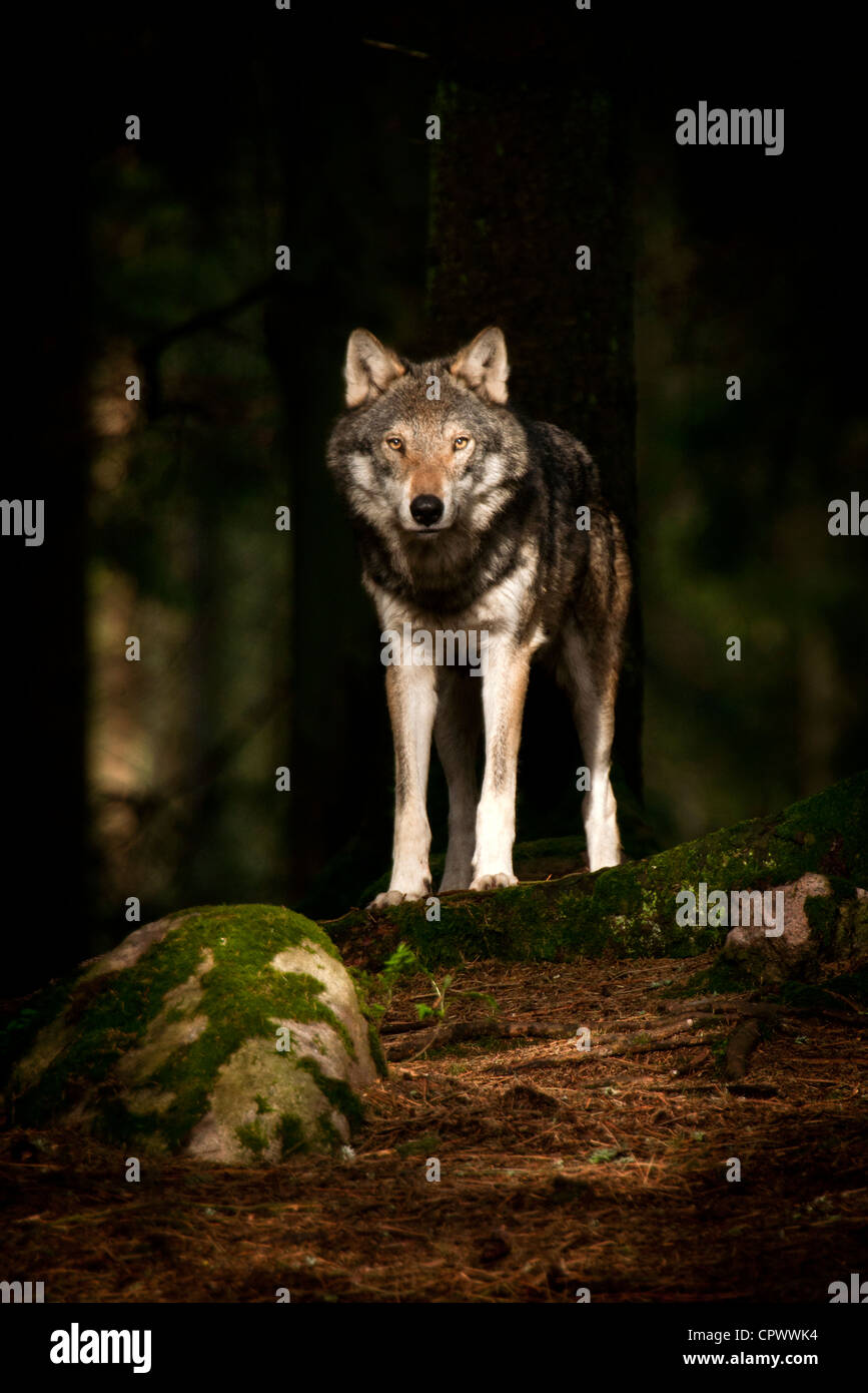European grey wolf in dark forest looking towards camera Stock Photo ...