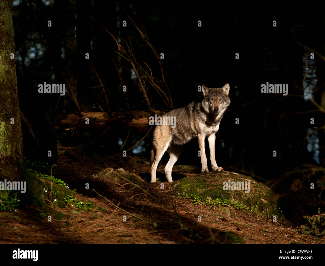 Wolf eyes dark hi-res stock photography and images - Alamy