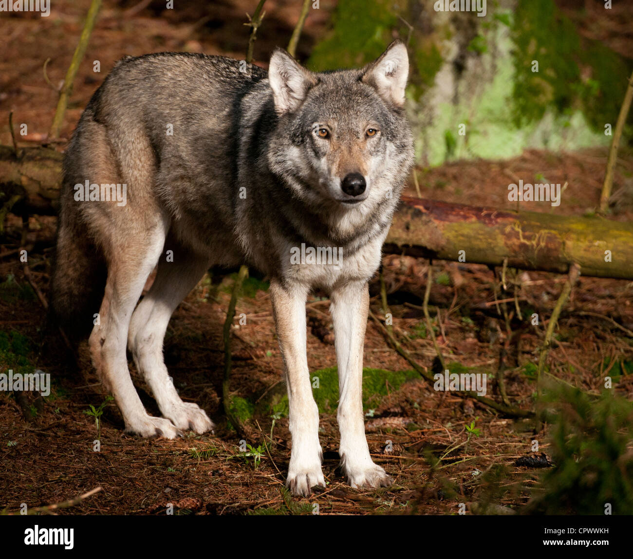 Gray Wolf Standing