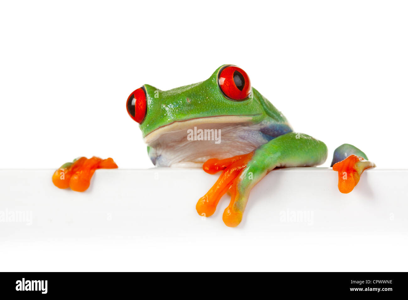 green red-eyed frog Stock Photo - Alamy