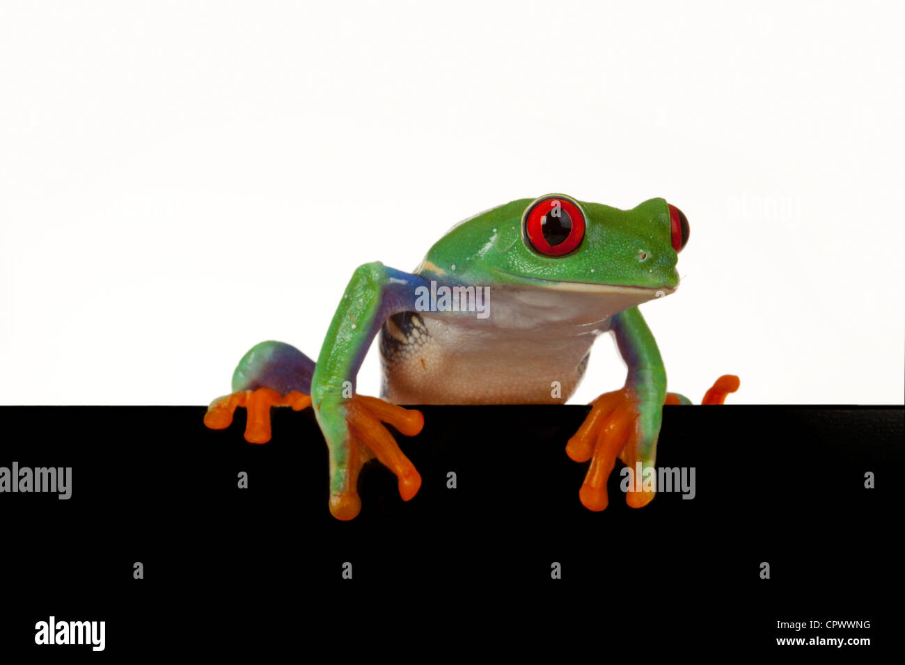 green red-eyed frog Stock Photo - Alamy