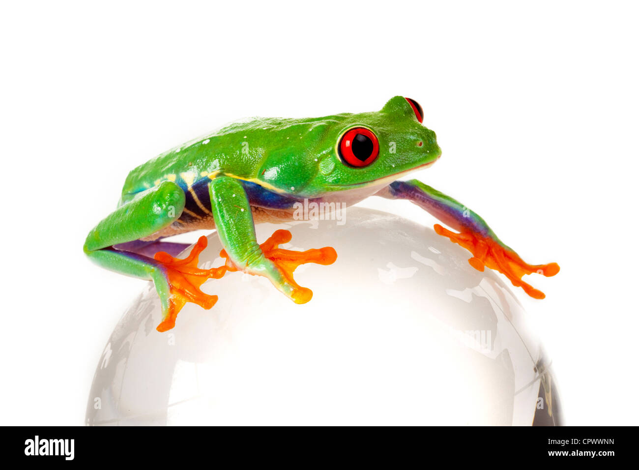 green red-eyed frog Stock Photo - Alamy