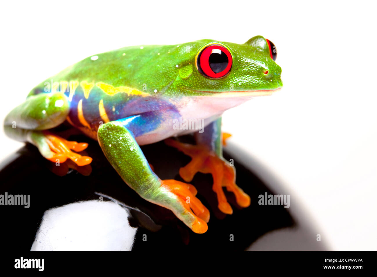 green red-eyed frog Stock Photo - Alamy