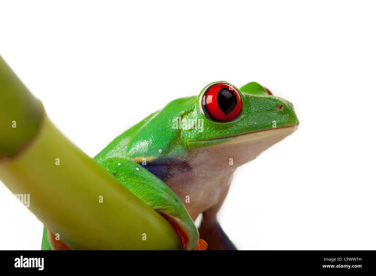green red-eyed frog Stock Photo - Alamy