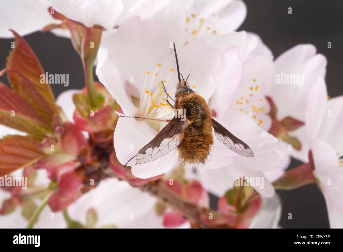 large bee fly, Bombylius major, on cherry blossom Stock Photo - Alamy