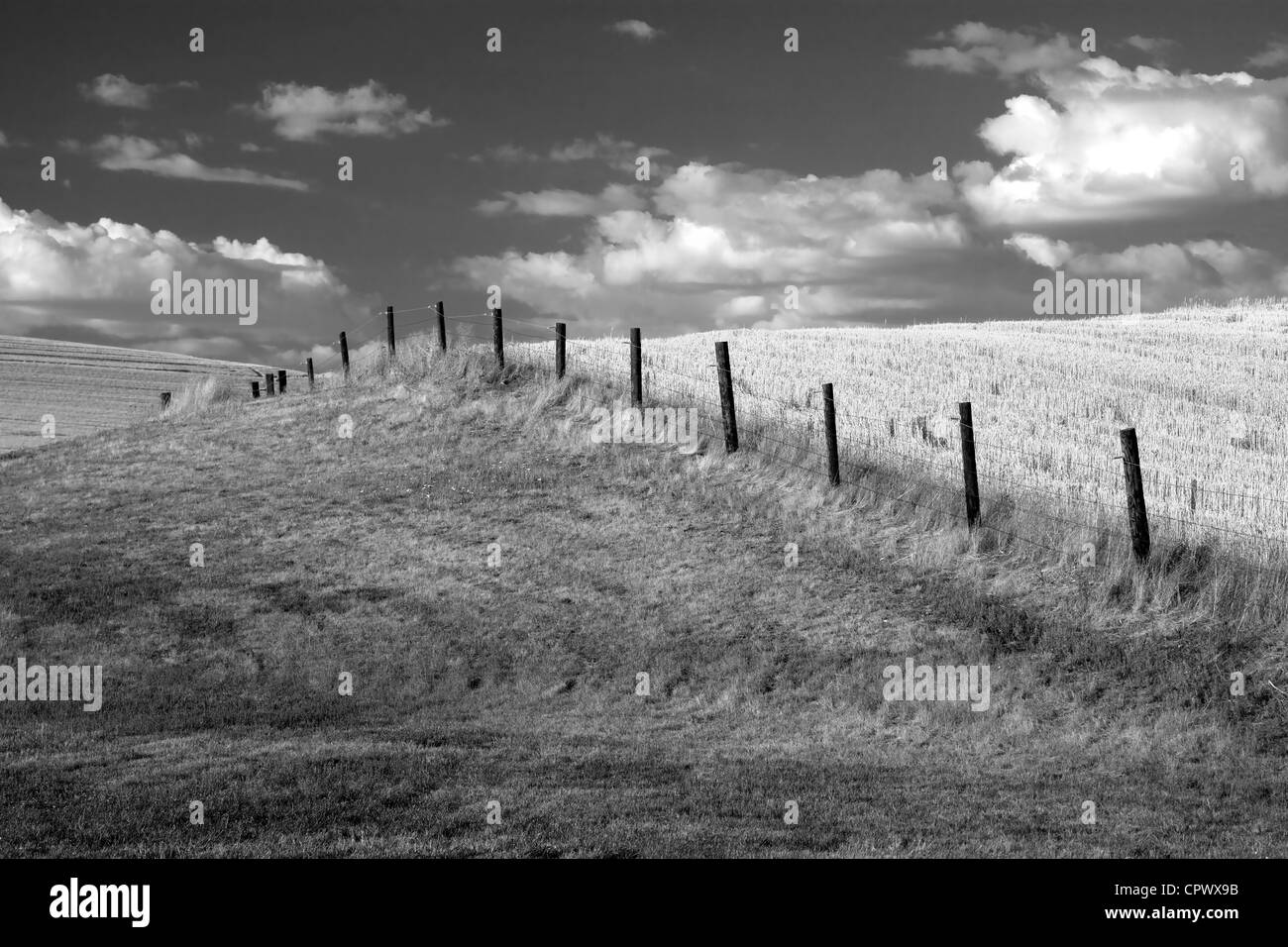 A B&W of a fence row in a farm field Stock Photo - Alamy