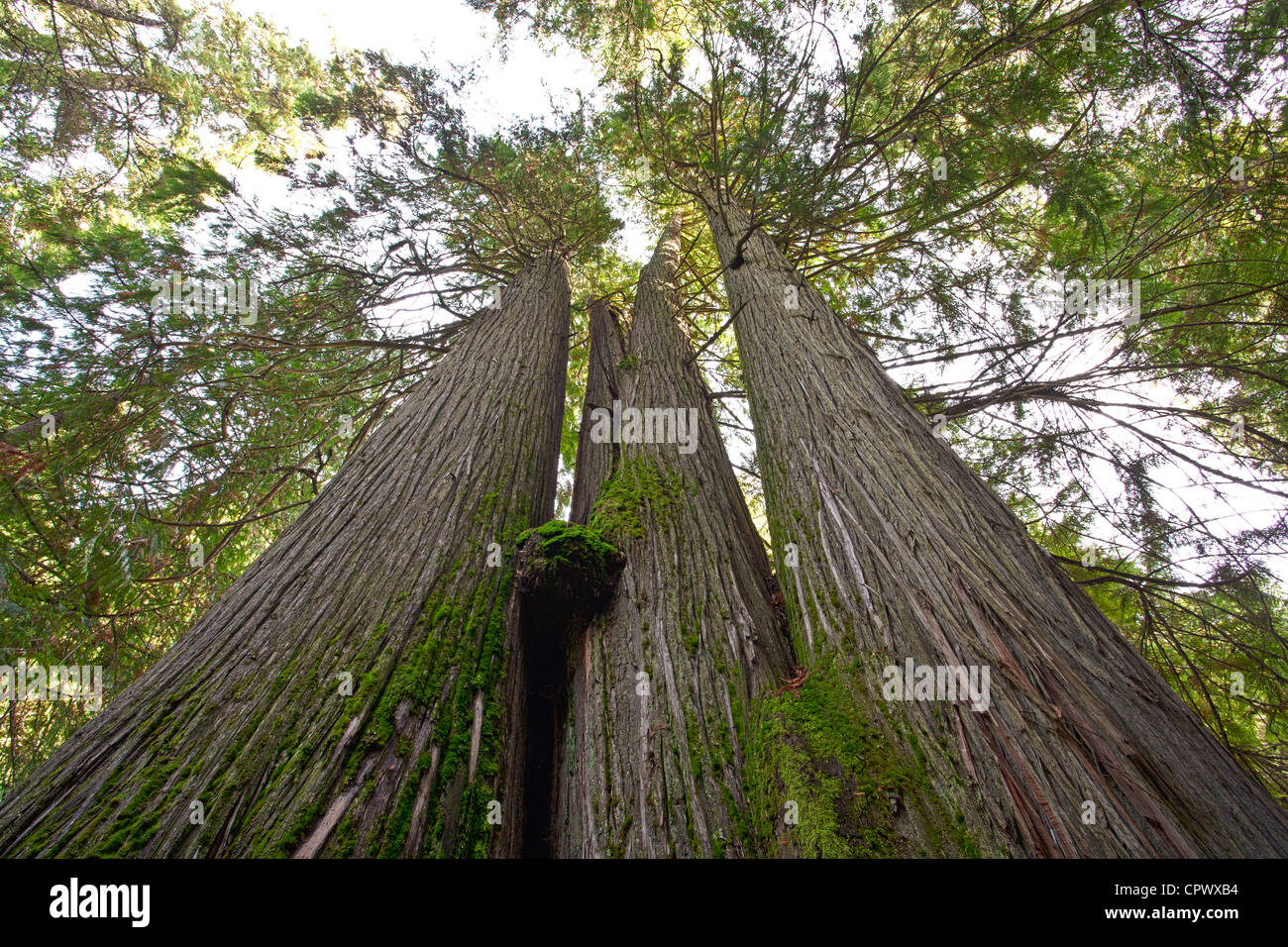 Three tall trees rising upward Stock Photo - Alamy