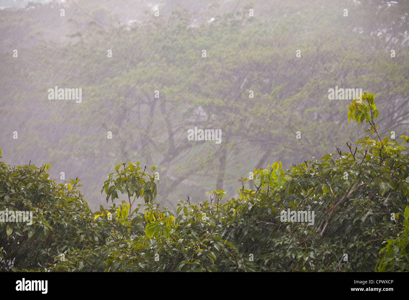 Jungle biodiversity ecology osmosis equatorial monsoon rainfall hi-res ...