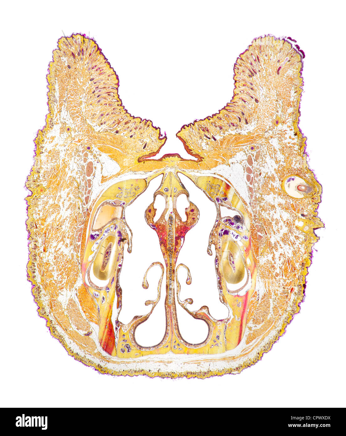 Brightfield photomicrograph TS stained slide section of a mouse muzzle ...