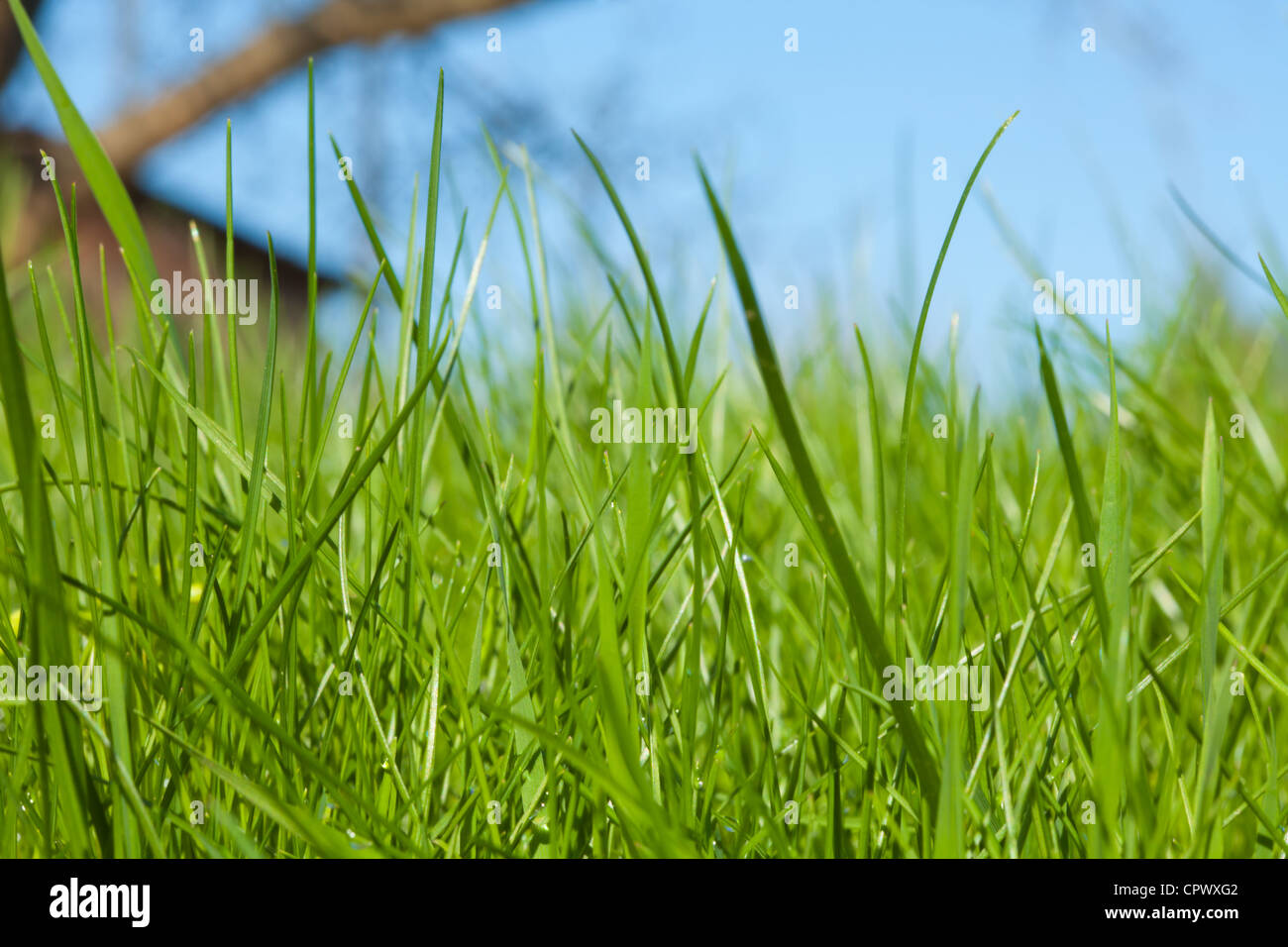 High grass background on the backyard Stock Photo - Alamy